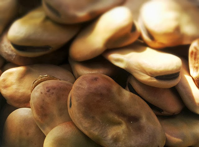 Semear favas | A Horta e a Cidade