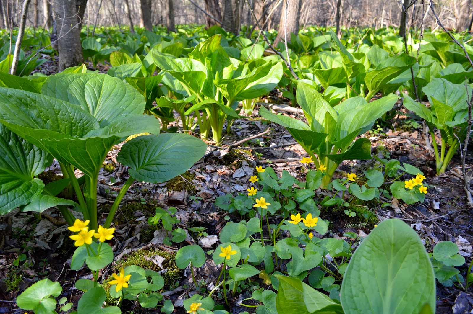 Nature of New York: Spring Ephemeral Wildflowers of Dutchess and Putnam ...