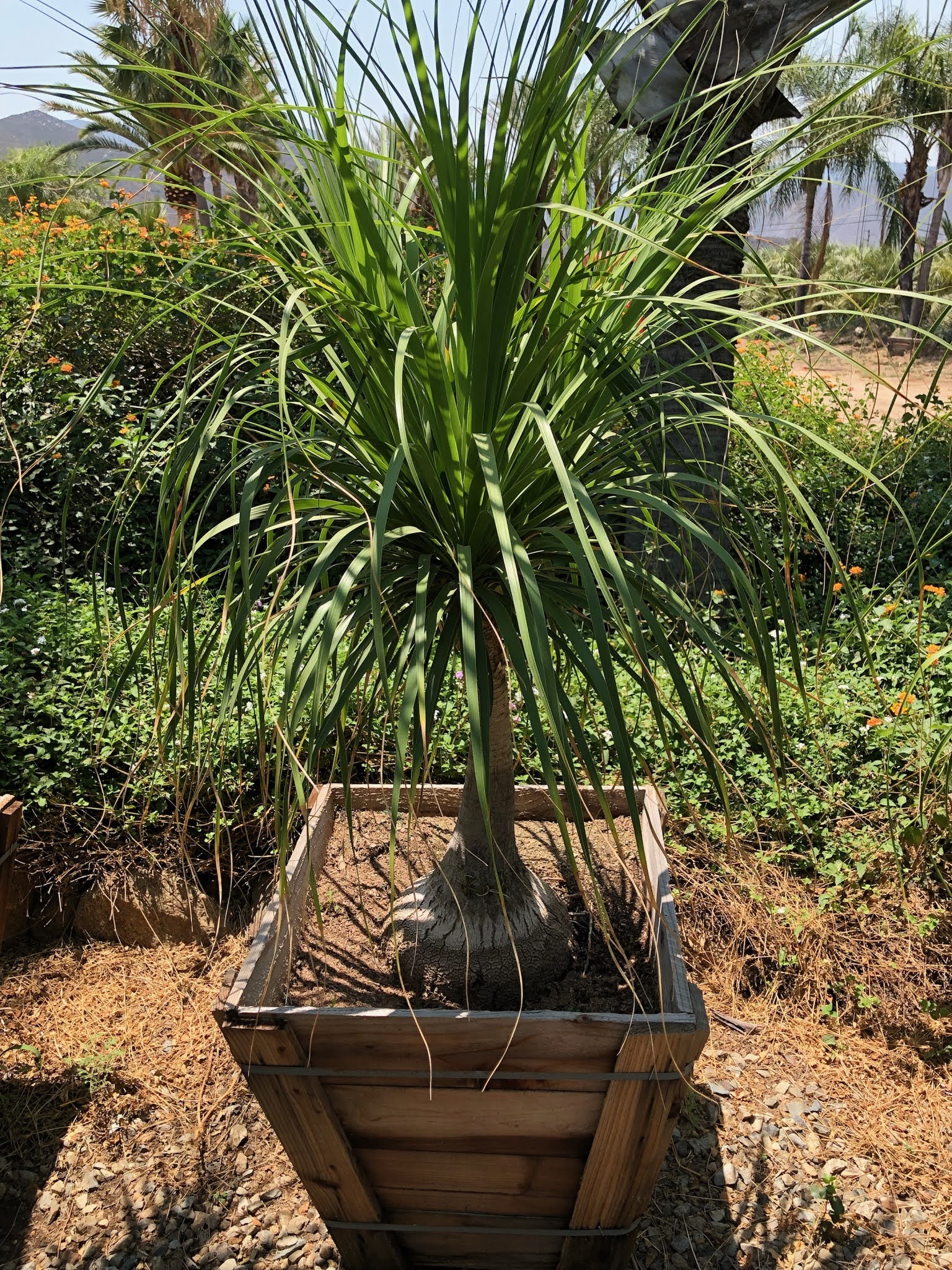 Gregory Palm Farms : COME AND SEE OUR SPECIMEN ELEPHANTS FOOT/PONYTAIL ...