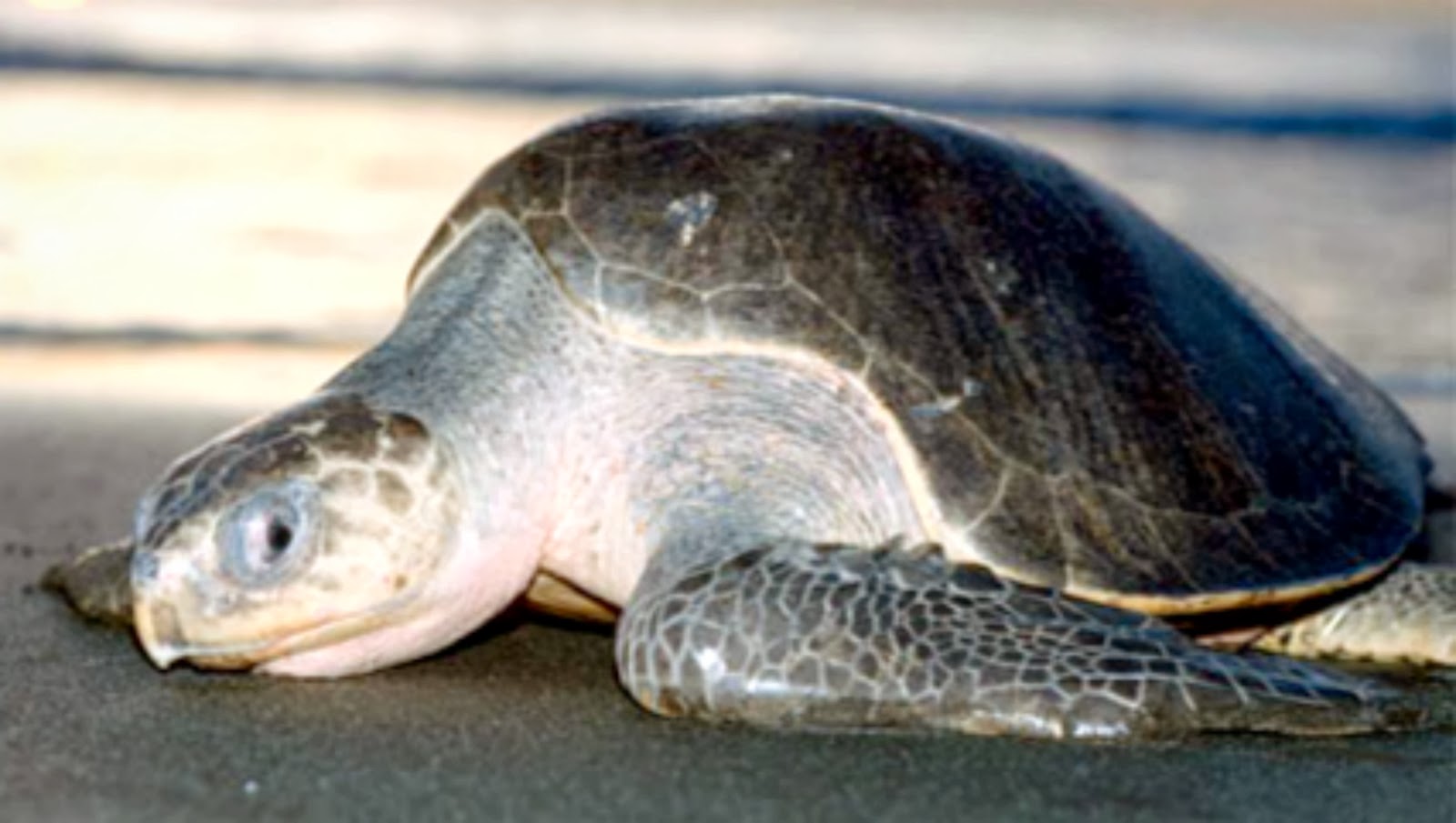 IQWAL The Singing Traveler: SANTUARI PENYU DI CHERATING, PAHANG