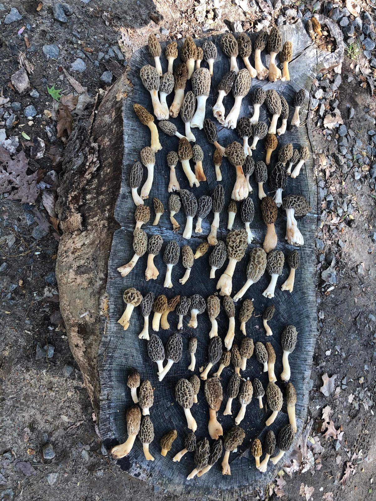 Ms. Nancy's Nook : The Molly Moocher Hunt!