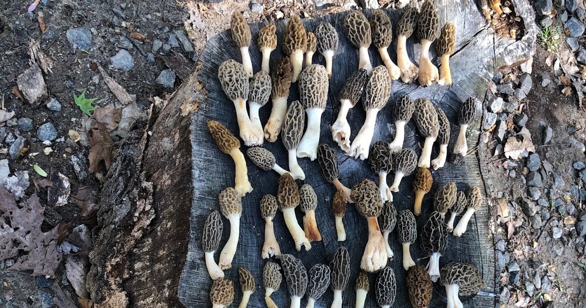 Ms. Nancy's Nook : The Molly Moocher Hunt!