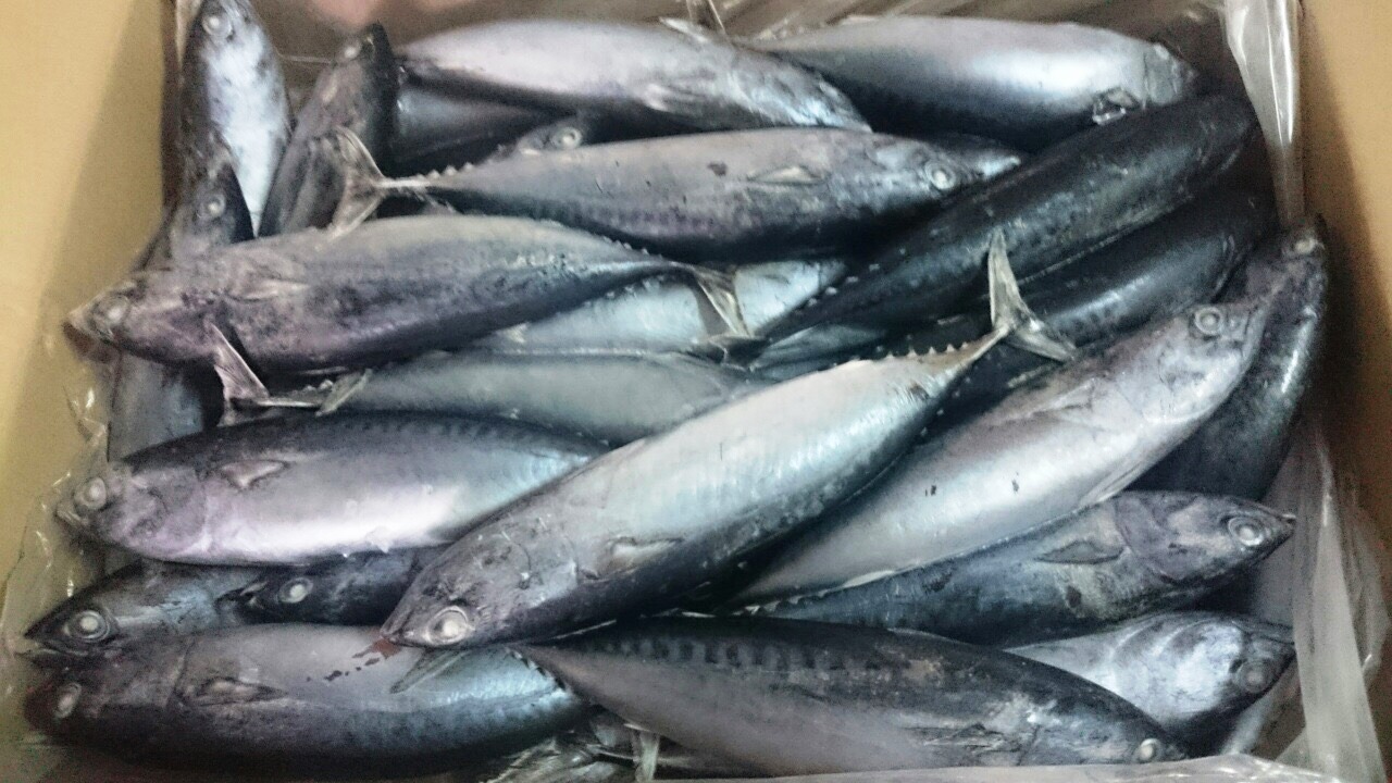 FROZEN BONITO TUNA WHOLE ROUND - VIETSEAFOOD CO.,LTD