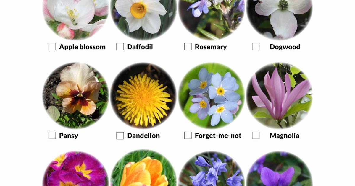 Spring Flowers Scavenger Hunt