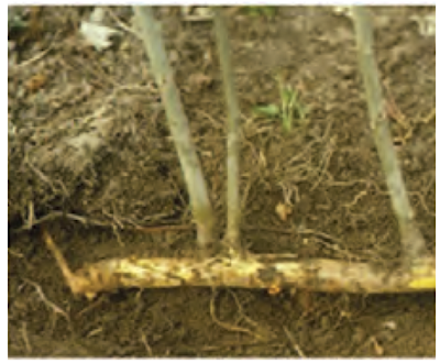 Pras Academy - SMP: Reproduksi Tumbuhan Berbiji Terbuka