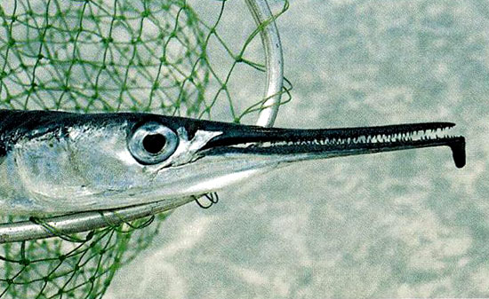 Stock Photos: needlefish