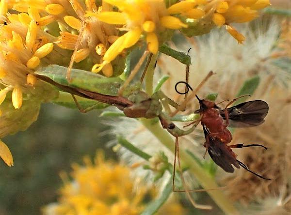 Arizona: Beetles, Bugs, Birds and more