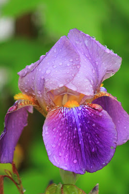 Ai piedi di una collina di betulle: Iris, la dea dell'arcobaleno