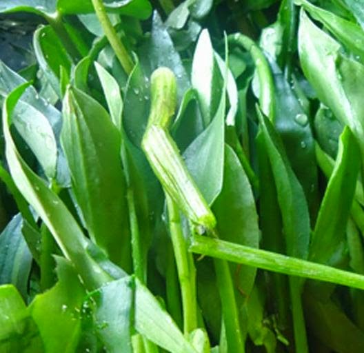 Kata siapa sayur Organik itu mahal dan paling sehat? | KASKUS