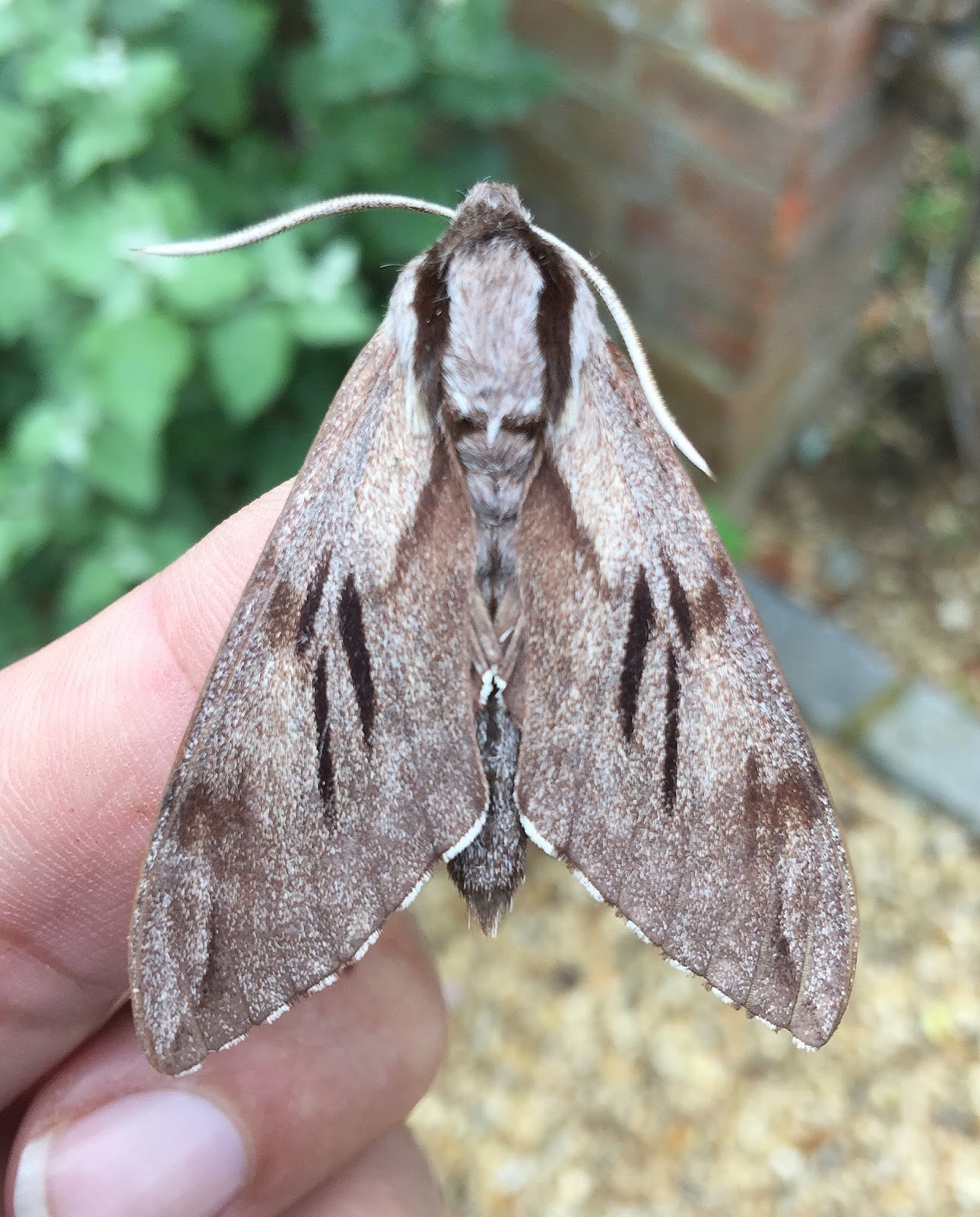 Non-Stop Birding: More Moths