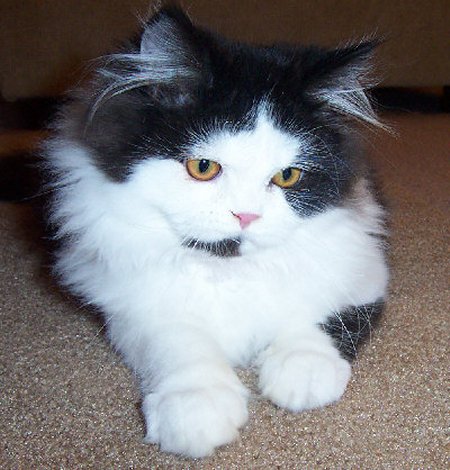 Bicolor cat Pictures ~ cat pictures