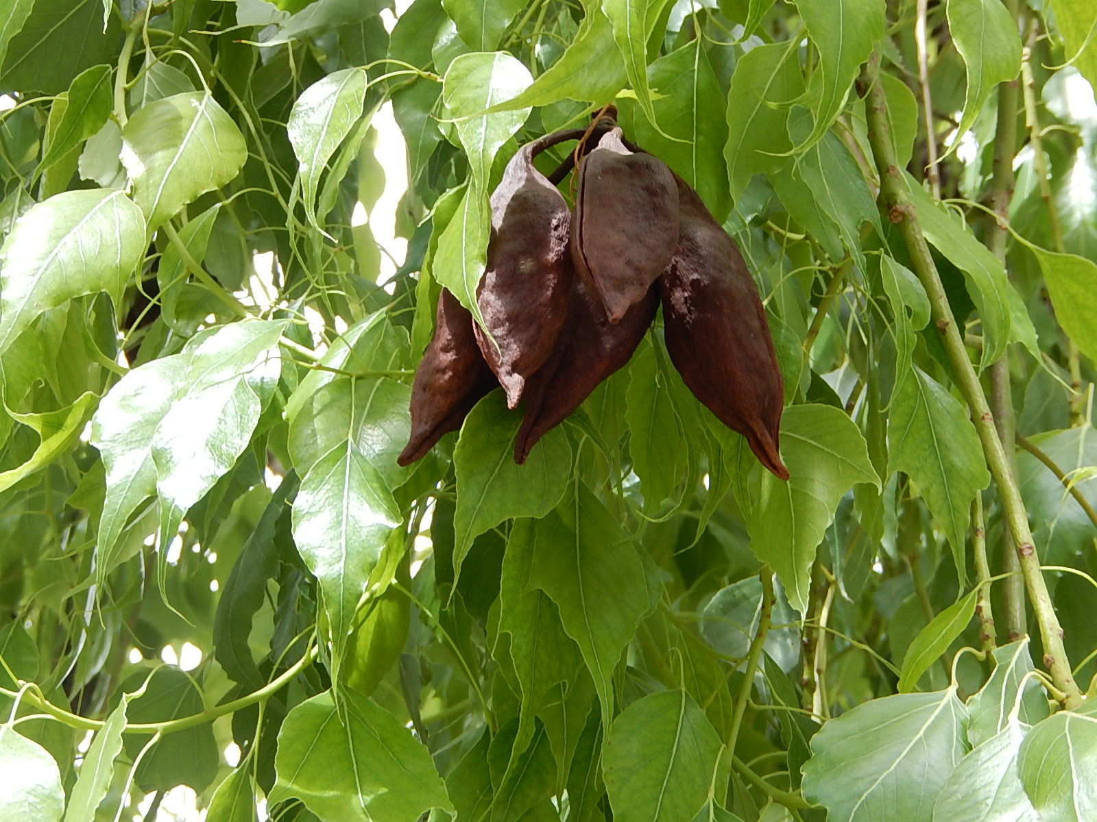 elarbolmiamigo-encinarosa: Brachichito / Brachychiton populneus ...