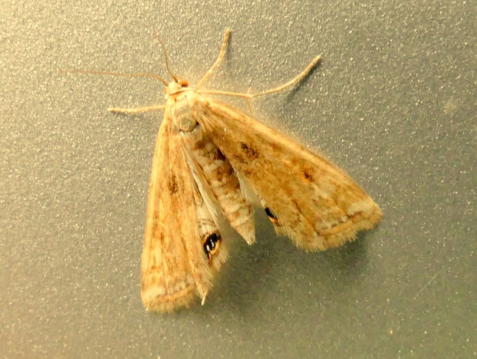 Peter Lovett's ramblings : Small China-mark moth, Cataclysta lemmata, 6 ...