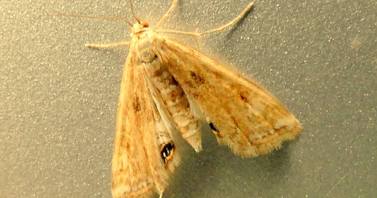 Peter Lovett's ramblings : Small China-mark moth, Cataclysta lemmata, 6 ...