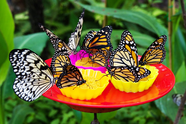 Un lugar especial, Quindio: Mariposario