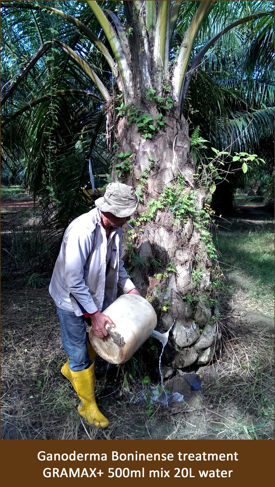 SOIL Energizer: Ganoderma Boninense treatment for oil palm in a ...