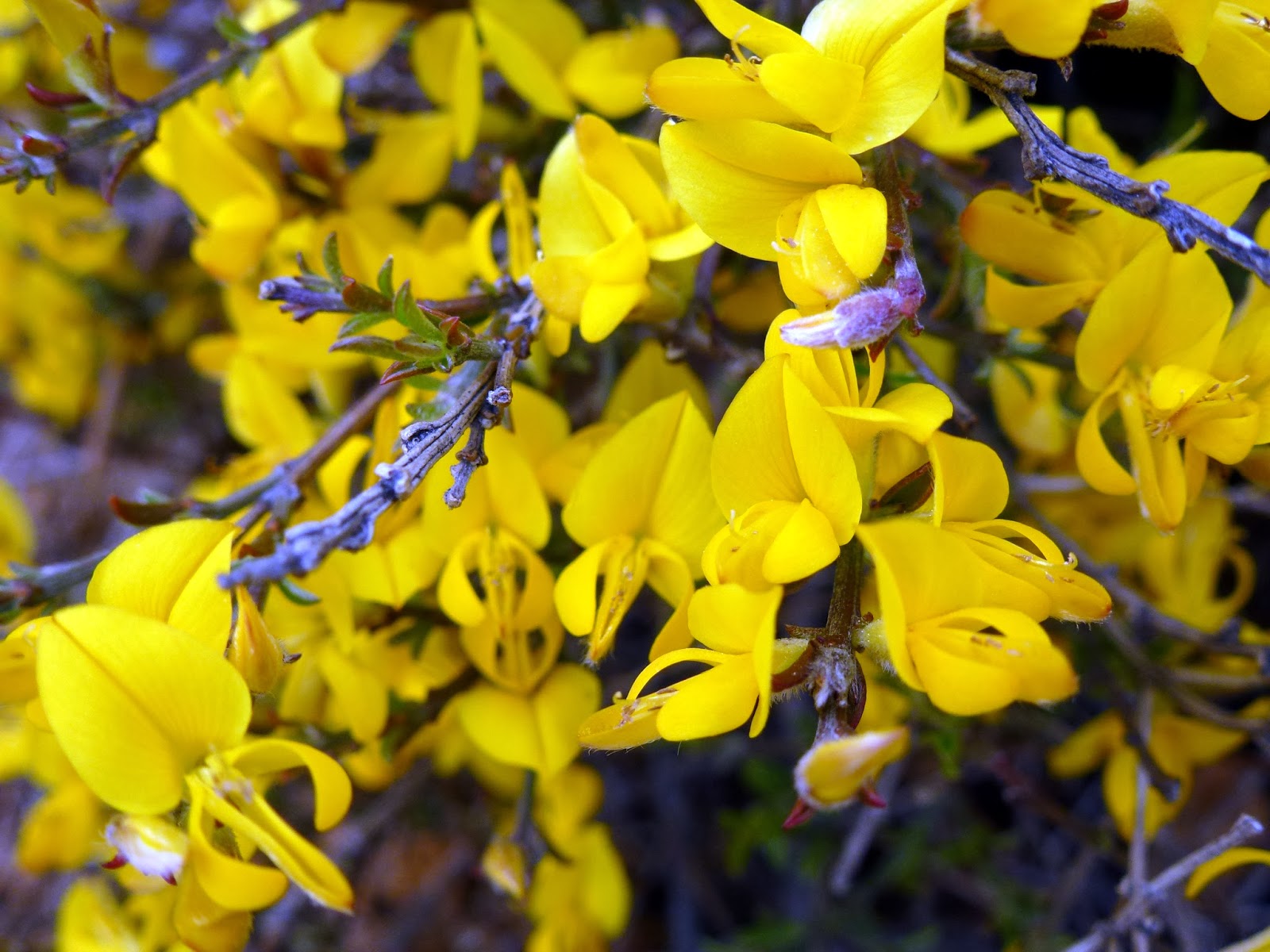 French broom range us - mytept