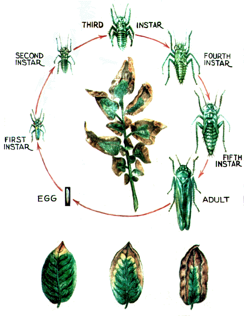 Rutgers Master Gardeners of Burlington County IPM Blog: Pest of the ...