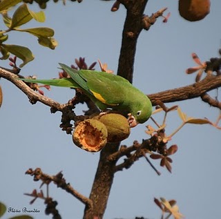 Aves do meu Tempo!: Maritaca