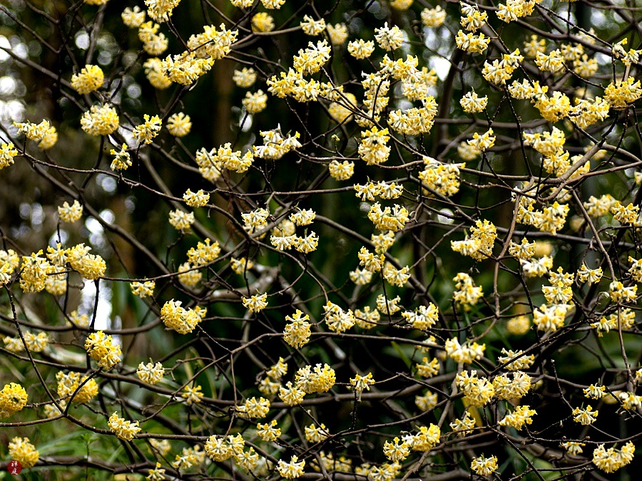FROM THE GARDEN OF ZEN: The flowers of Mitsumata (Edgeworthia ...