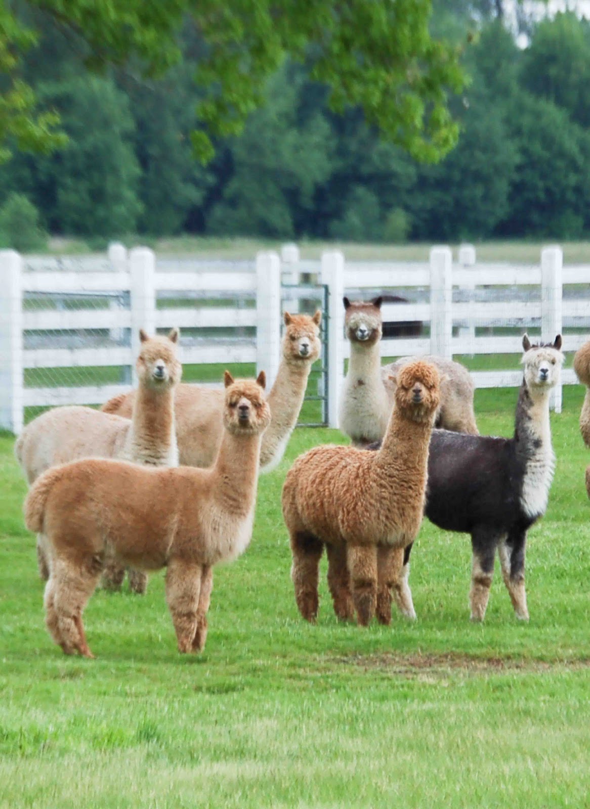 Blackbirds & Bumblebees: Adorable Alpacas