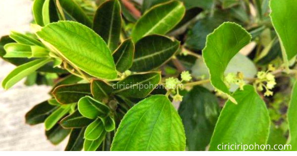 bunga bidara putih - Jack Lambert