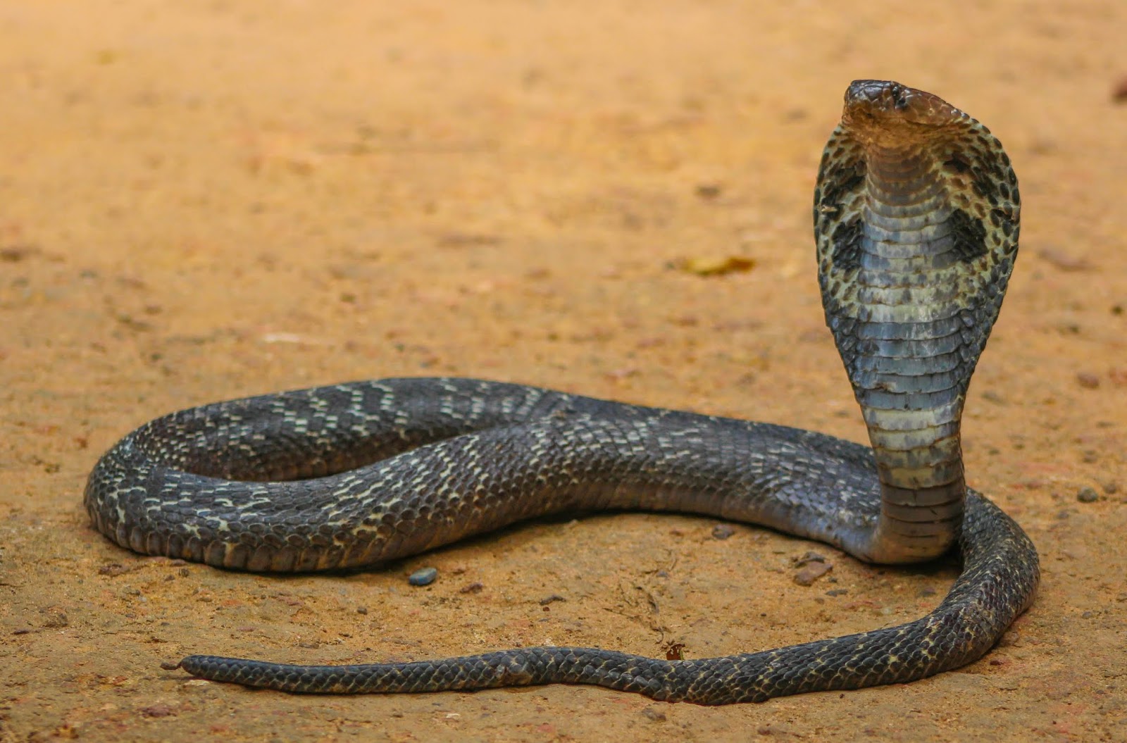 Cannundrums: Indian Cobra