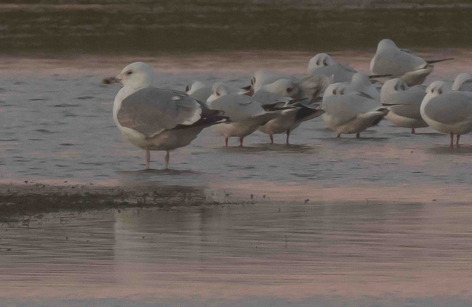 TropicBirdArt Blog from Holt: 20191129 Caspian Gull 3rd winter, 2nd ...