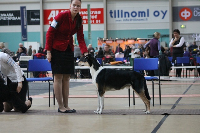 Suomen Junior Handlerit: Junior Handler