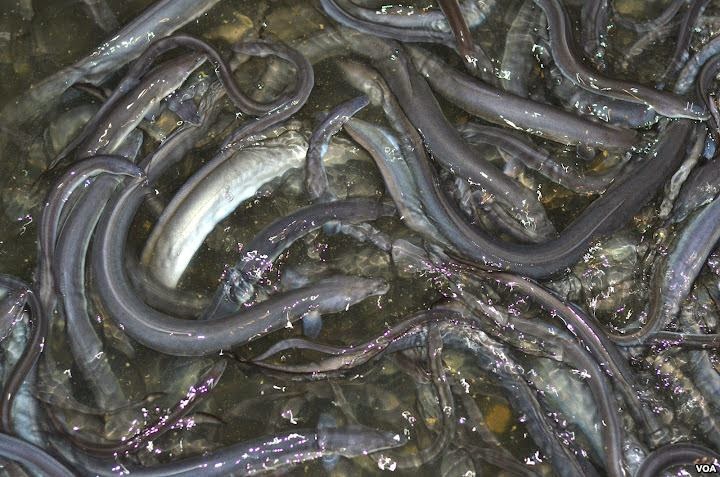 Cara Budidaya Belut | STOKIST NASA JOGJA