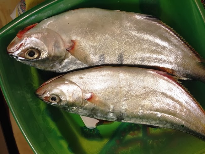 Ricciole alla moda di Lipari ricetta di Mimma Morana - Siciliafan