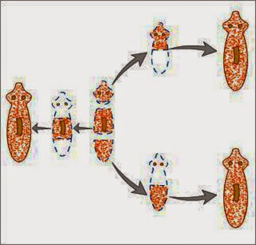 Retired--Now What?: Fragmentation Addendum