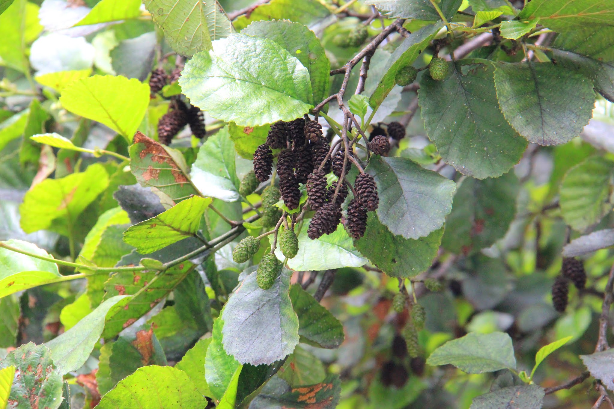 Arboles y arbustos silvestres de Asturias: Aliso o humeru – Alnus glutinosa