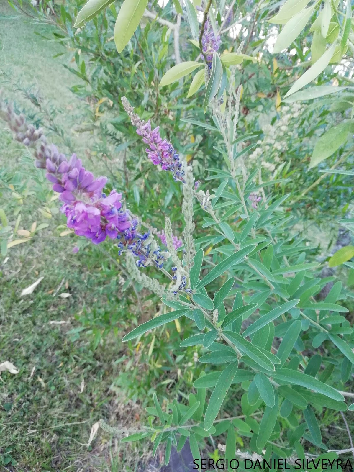 Flora Nativa de Entre Rios