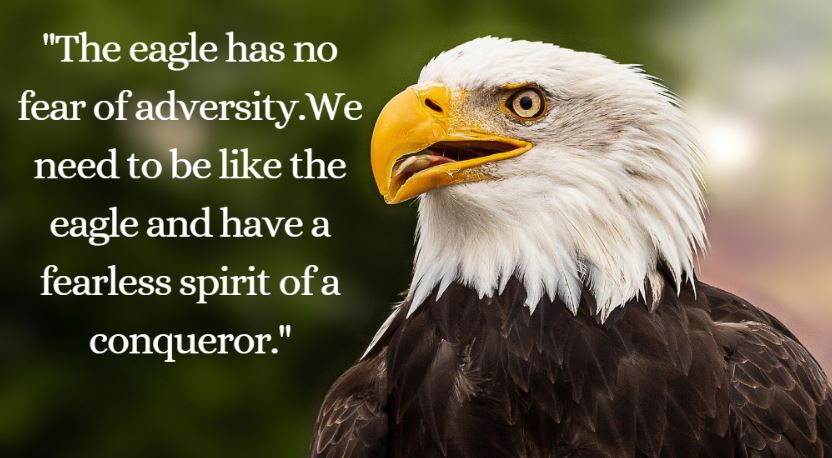 Best Motivational Eagle Quotes | Eagle Attitude