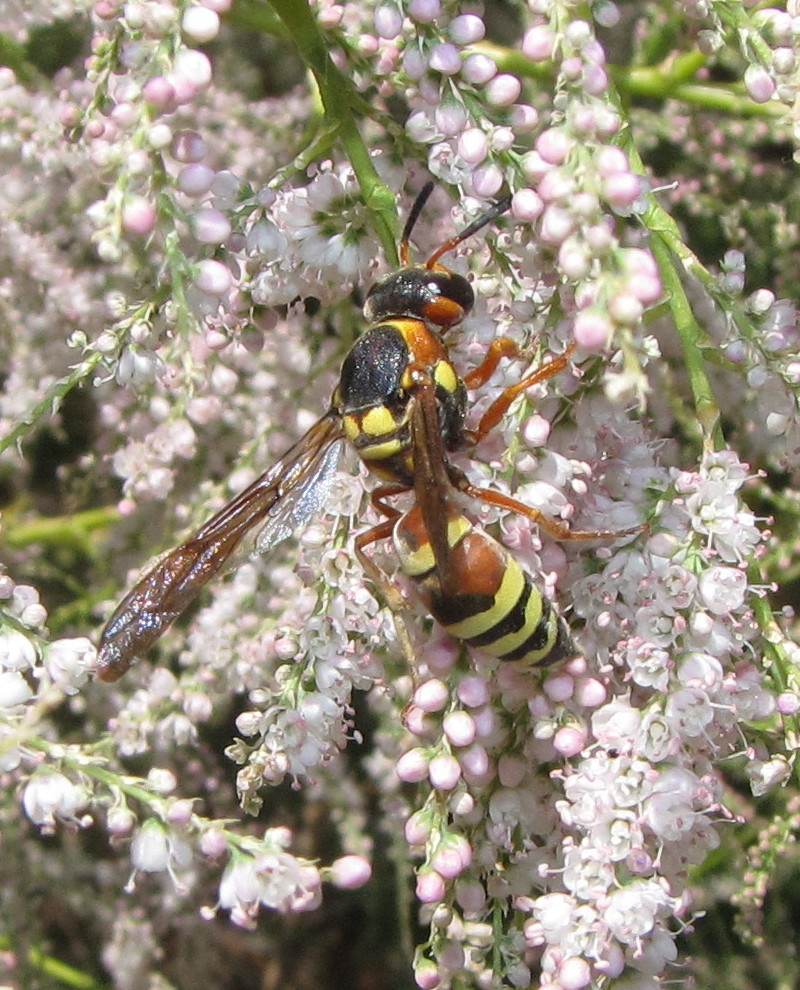 Thread Waisted Wasps Genus Sphex