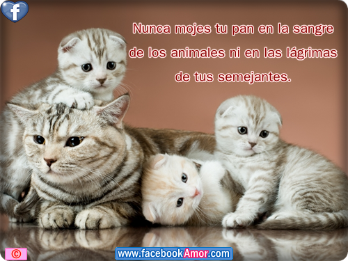 Fotos de animales con frases - Imagui