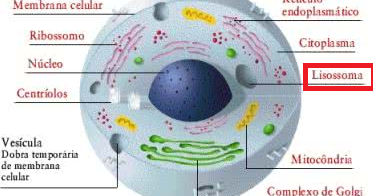 Por dentro do Mundo das Células: Lisossomos