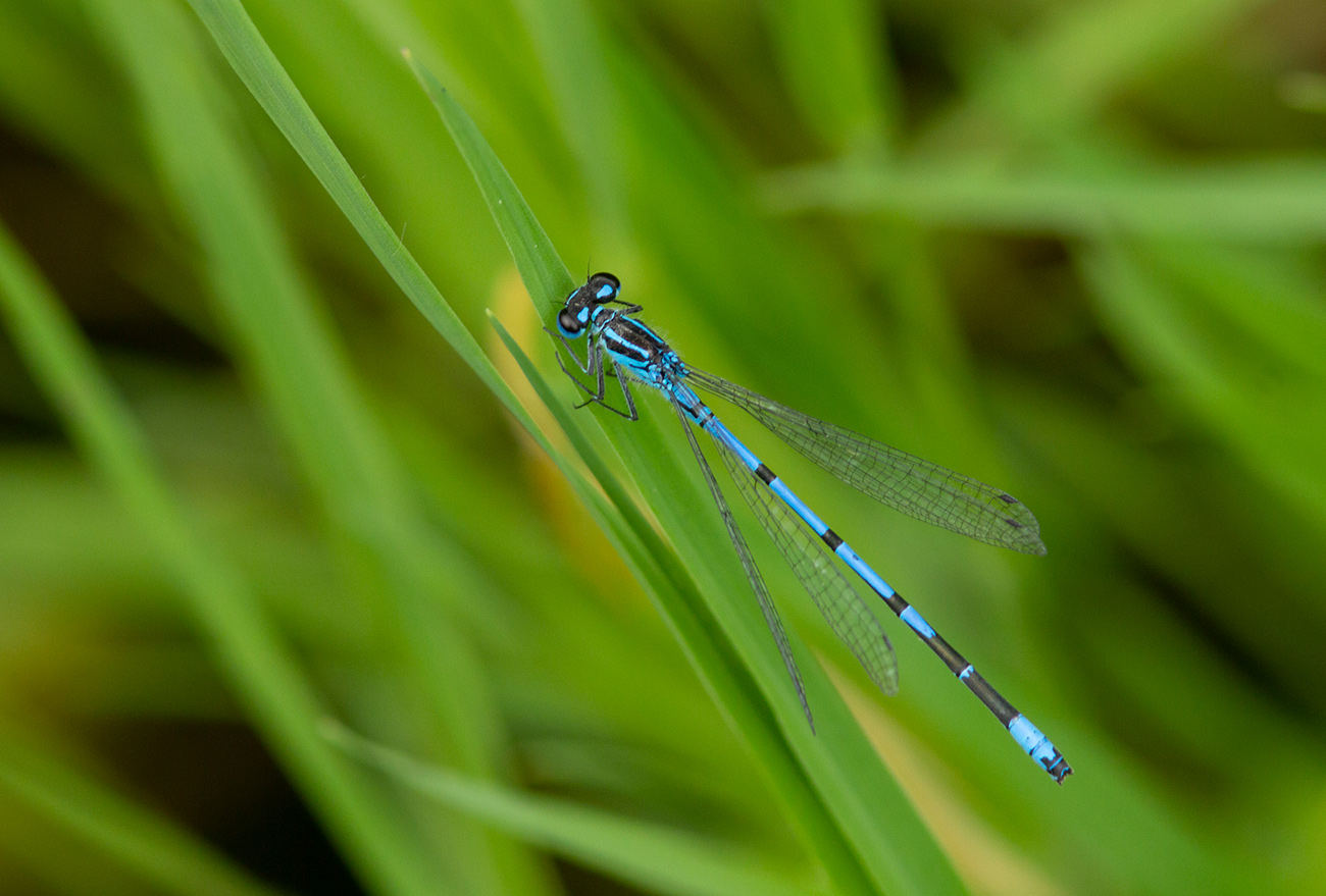 Weedon's World of Nature: Damselflies, Baston Fen LWT, Lincs