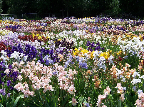 World of Irises: "Talking Irises" MUMFORD TALL BEARDED IRIS GARDEN - A ...