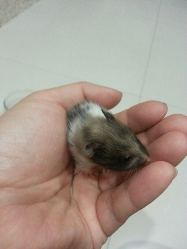Natural PawPals: Cherimoya the Calico (aka Tortoiseshell Banded) Syrian ...