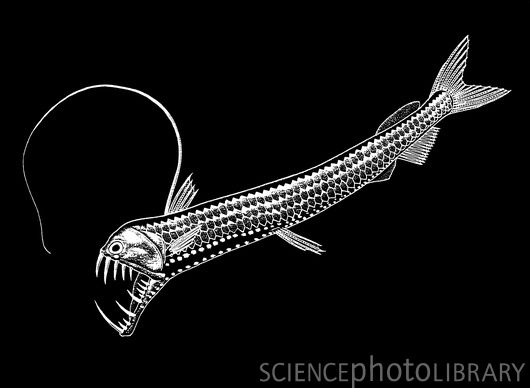 ΘαλαSea: Viperfish