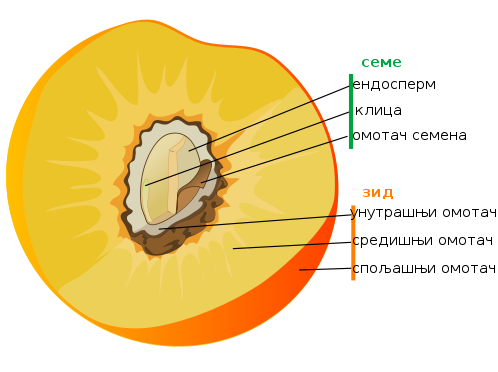 Latinski jezik za medicinske škole
