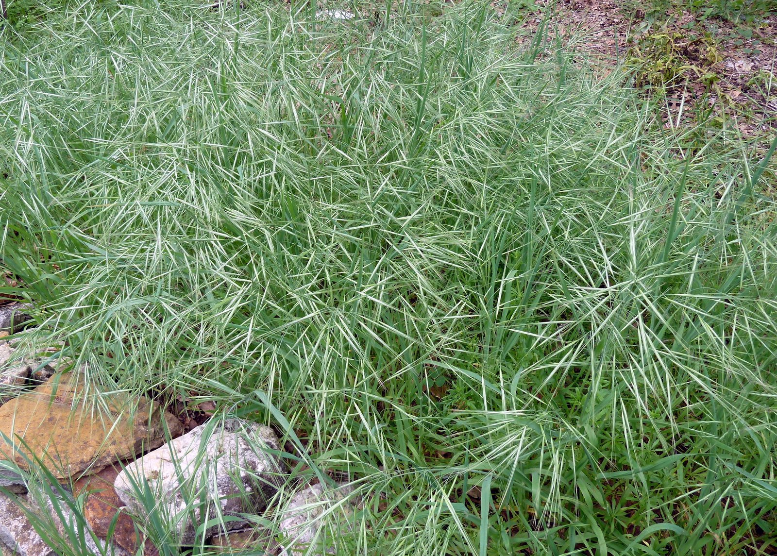 Texas Nature Notes.: Spear Grass Time!!