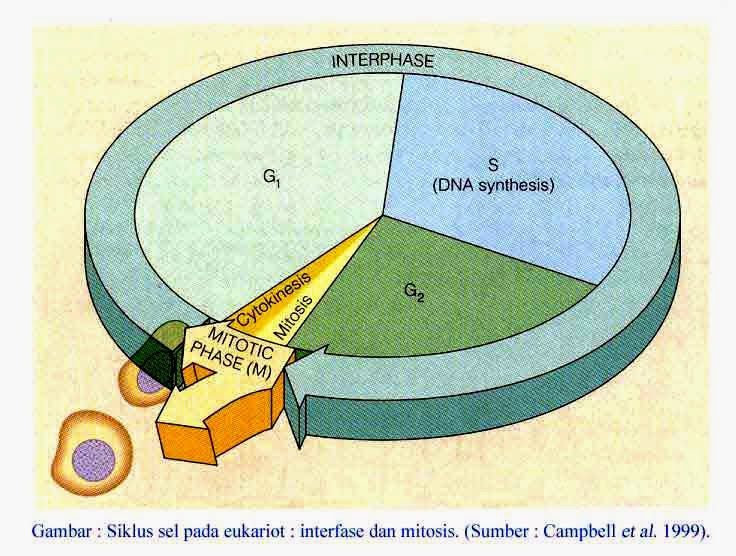 Ifa's Blog : siklus sel dan pembelahan sel