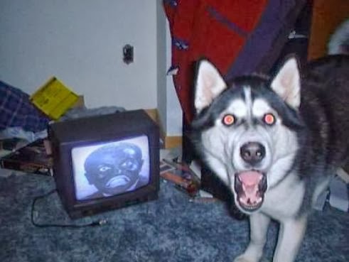 Like, So Funny.: Scared Husky