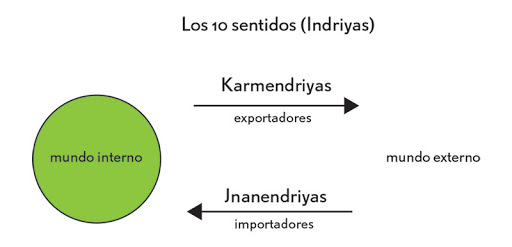 Los sentidos y el yoga