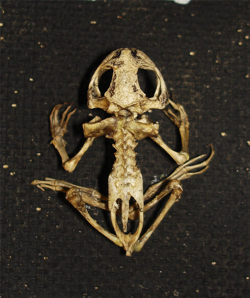 Toad Skeleton Parts