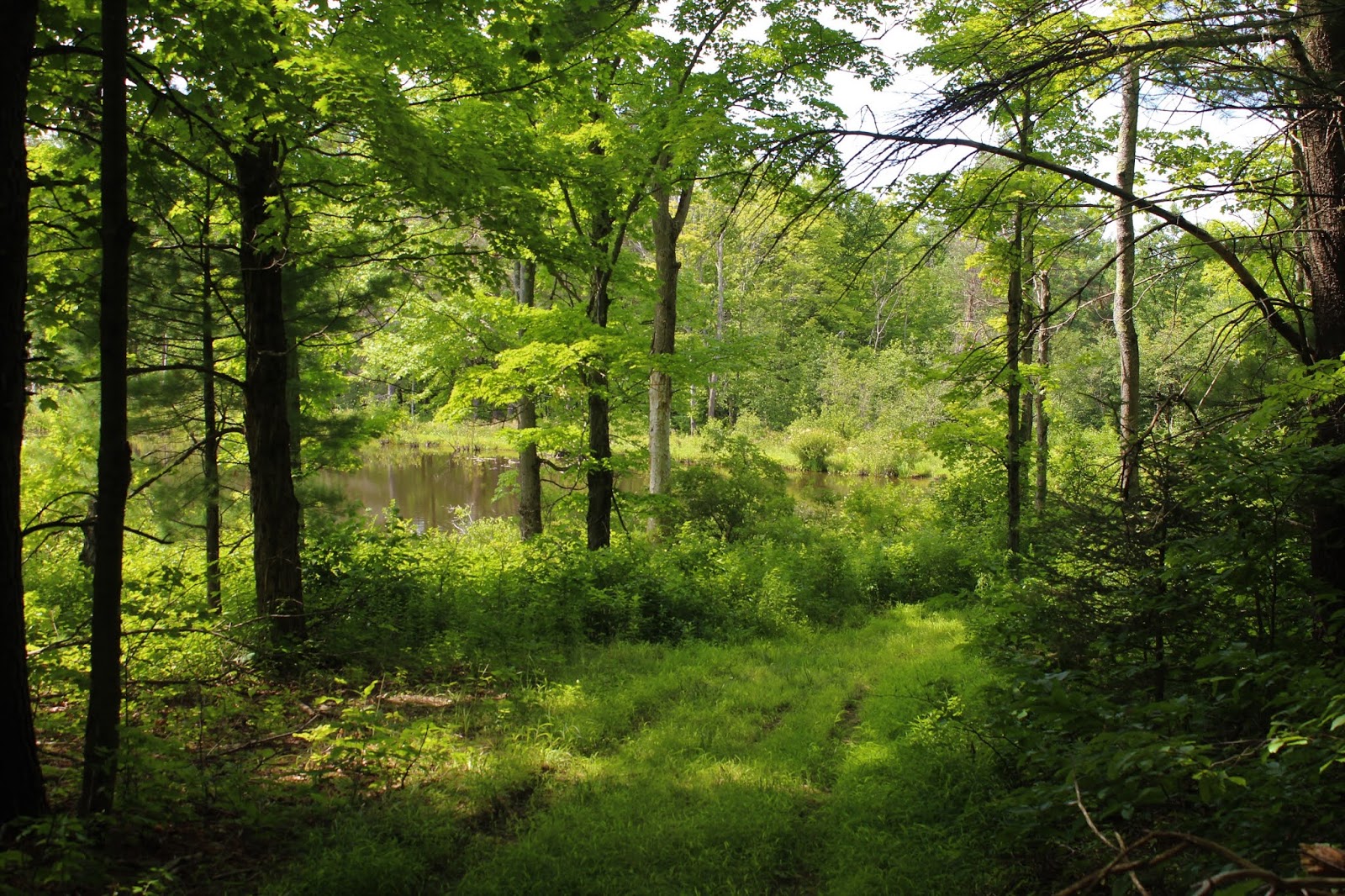 Walking Man 24 7: Partridge Run WMA(Berne-Helderbergs, Albany County)