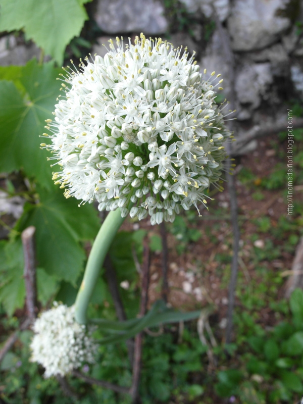 In nome dei fiori: Fiore di cipolla